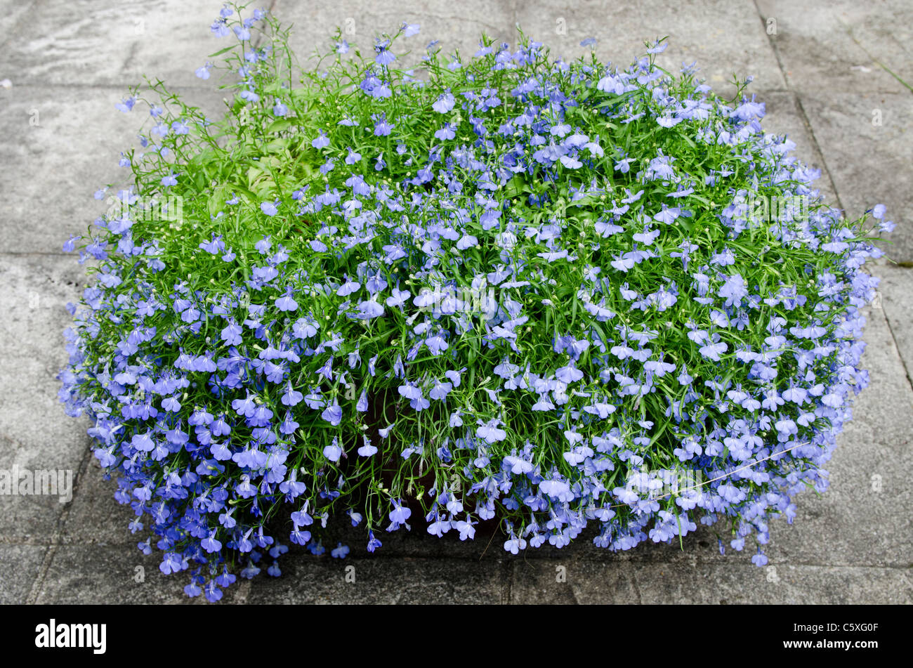Blue lobelia hi-res stock photography and images - Alamy