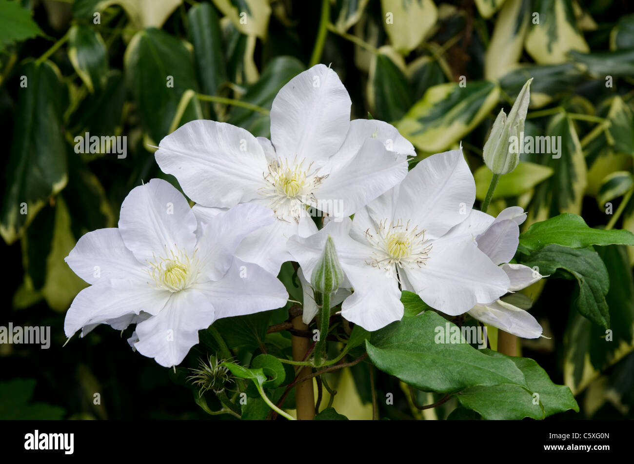 White Clematis Patio garden Stock Photo - Alamy