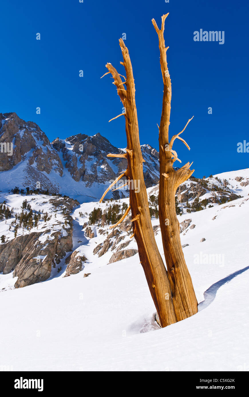 Pine snag in winter under Piute Pass, Inyo National Forest, Sierra ...