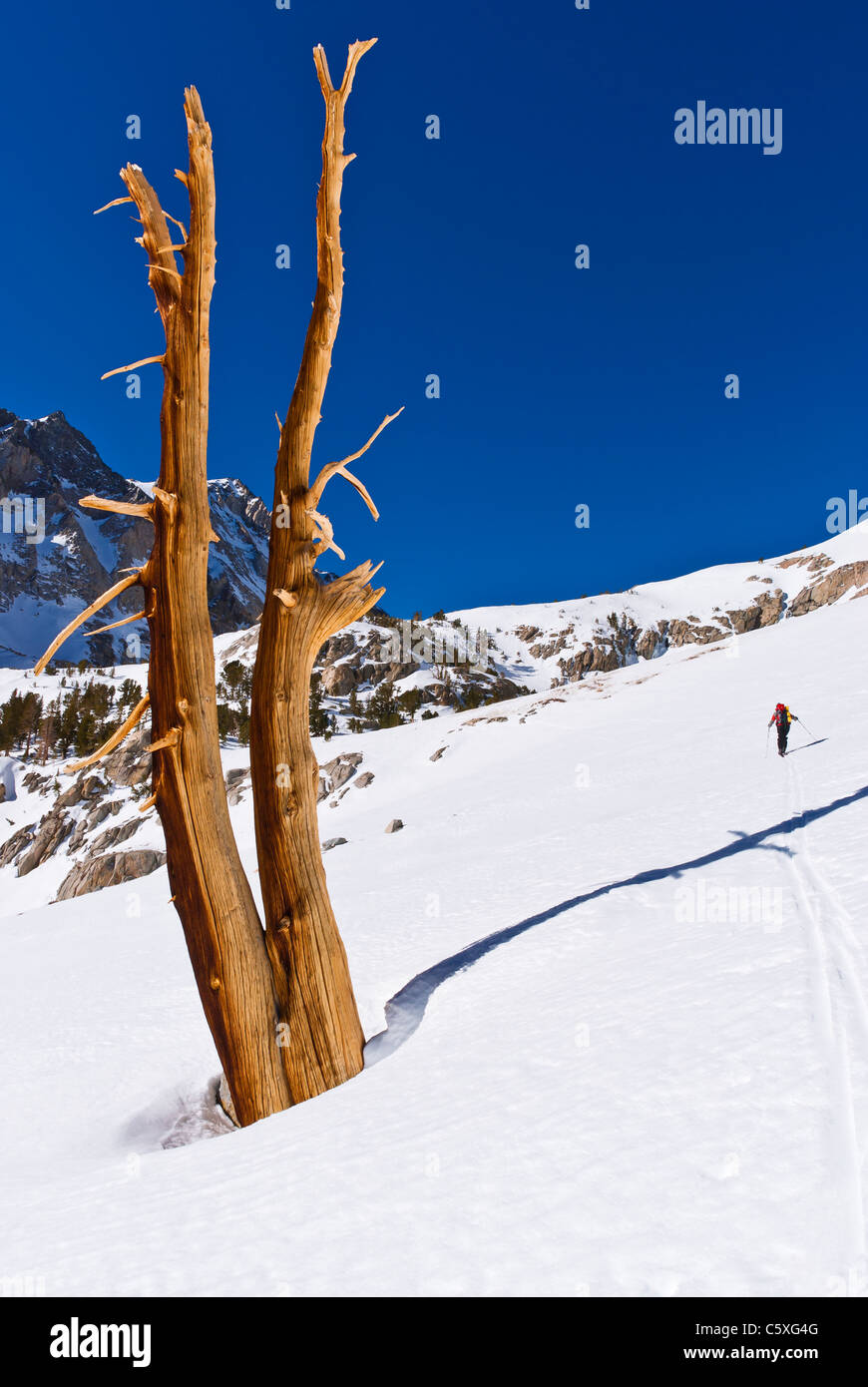 Backcountry skier climbing Piute Pass, Inyo National Forest, Sierra ...