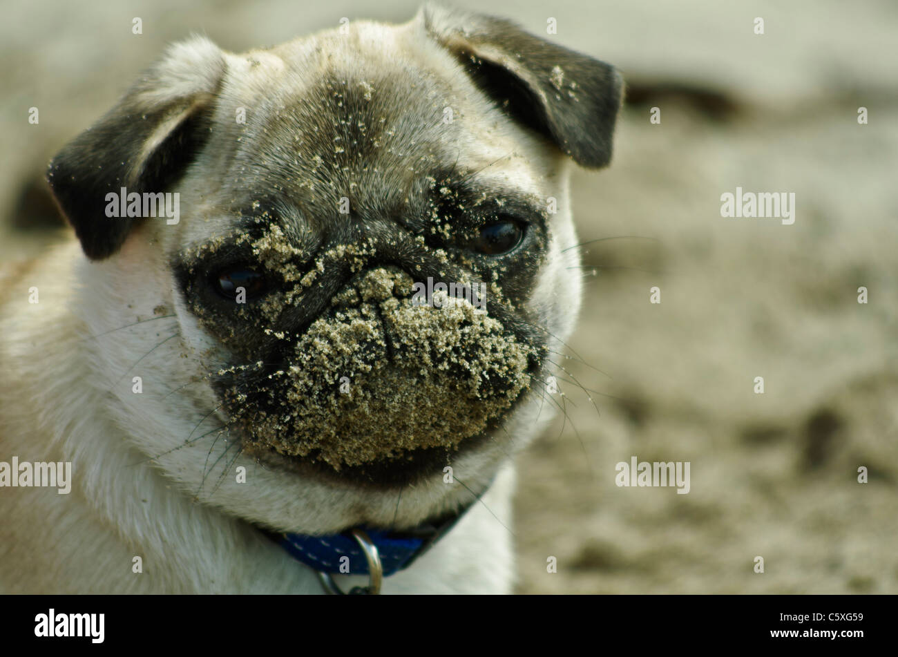 Chinese pug hi-res stock photography and images - Alamy