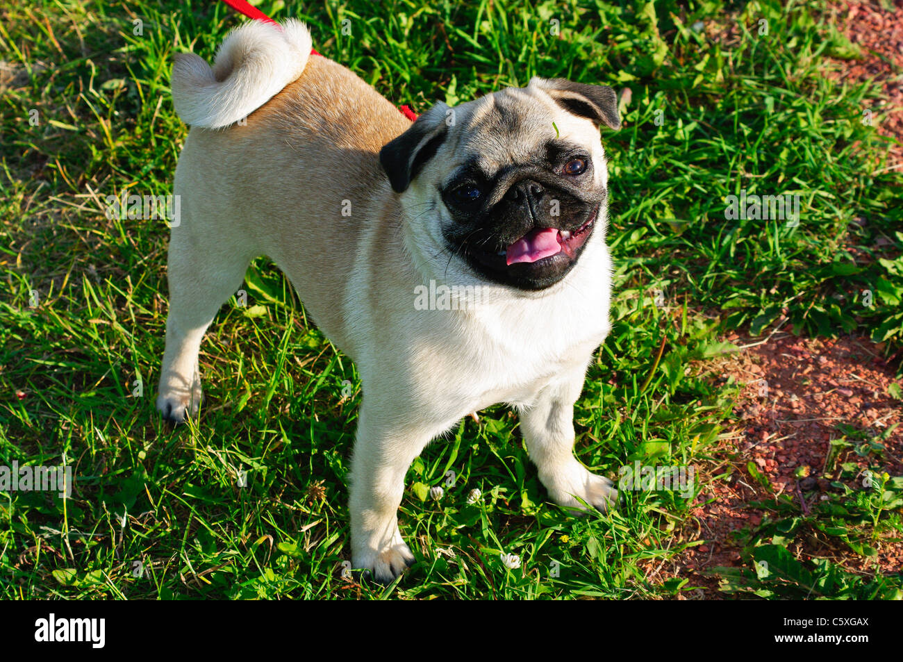A 6 month (36 week) old female pure bred Chinese pug puppy standing in ...