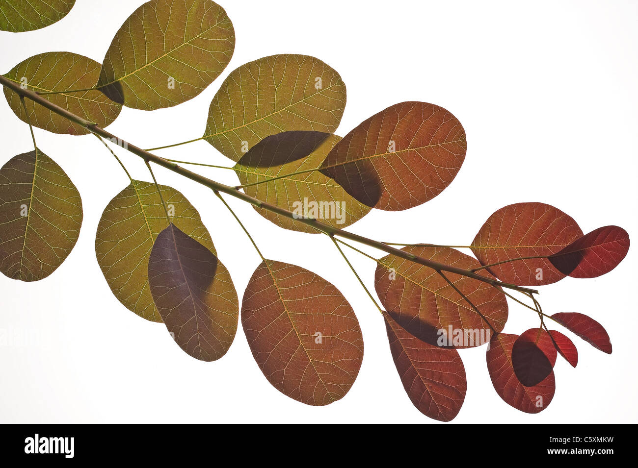Fall leaves branch isolated hi-res stock photography and images - Alamy