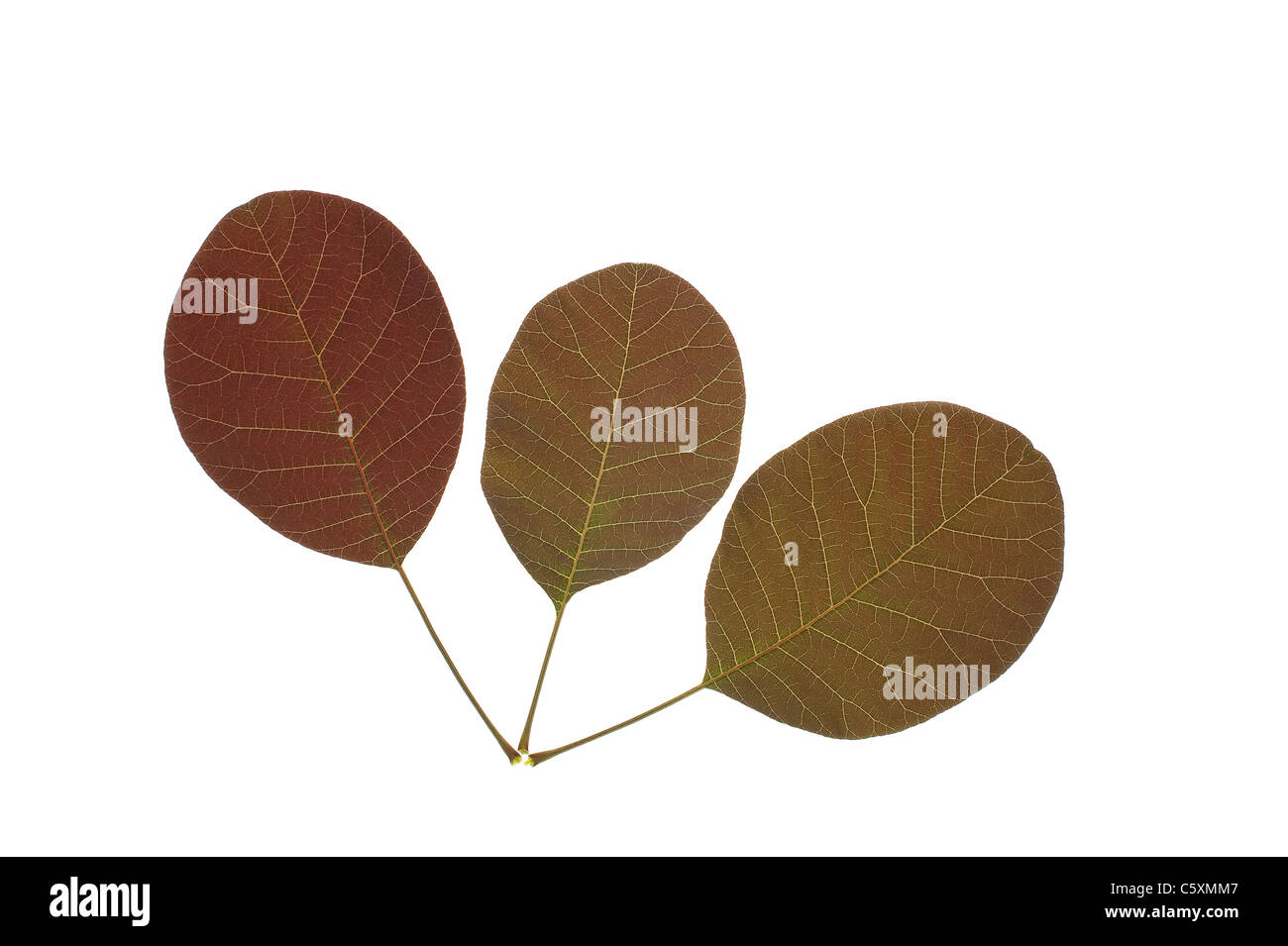 Three leaves macro image on white background Stock Photo - Alamy