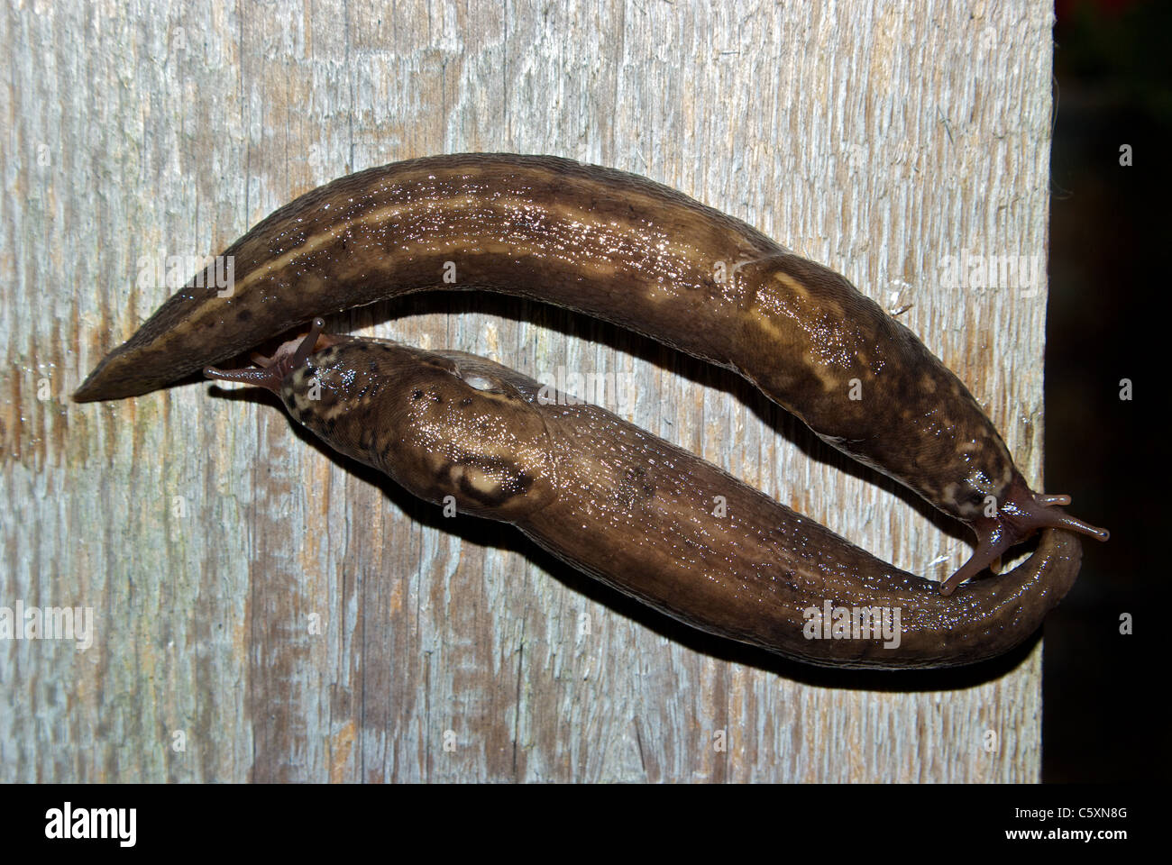 Pacific banana slugs mating on wooden board Stock Photo - Alamy