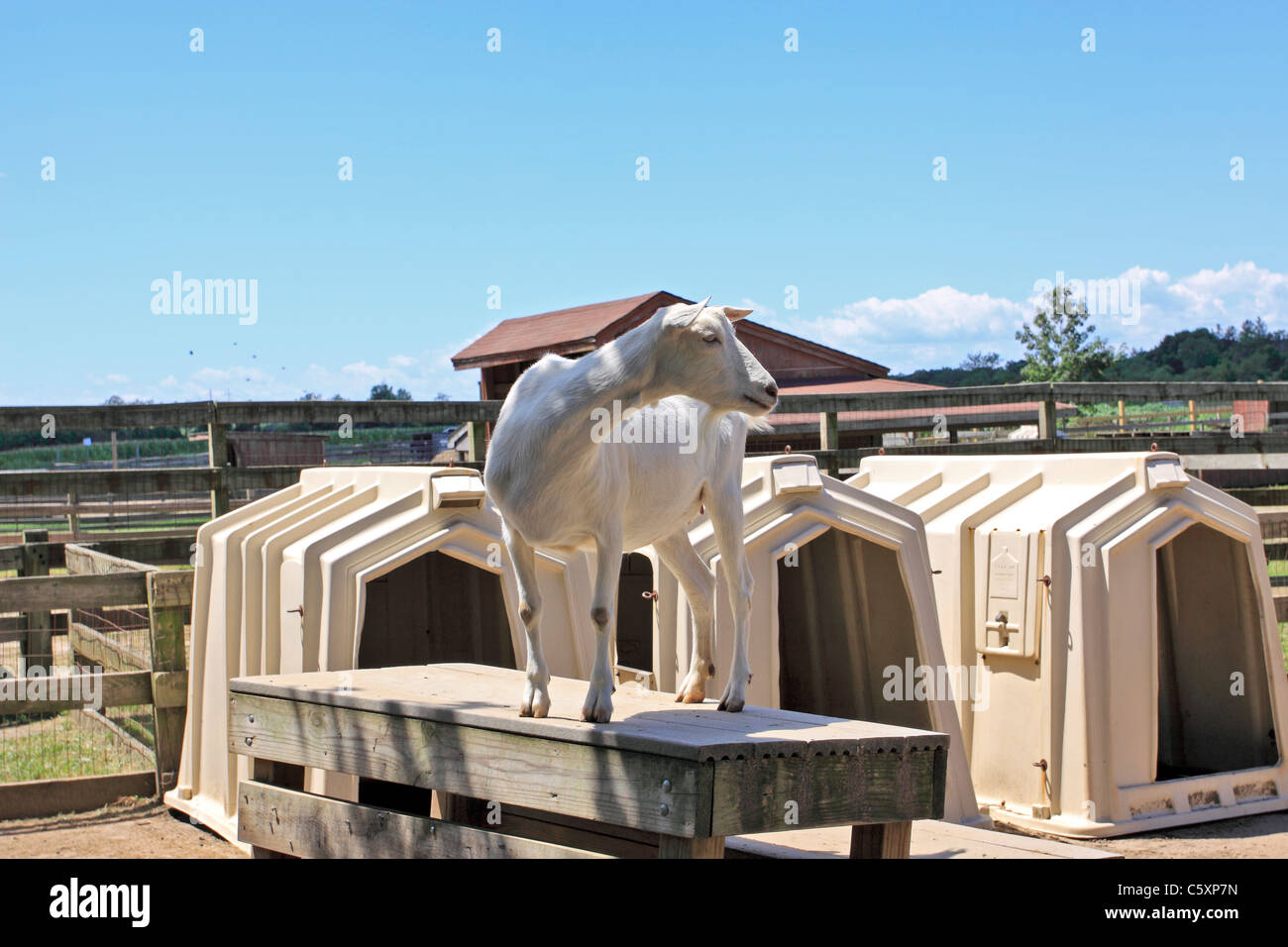 Goat on a table, Suffolk County Farm, Long Island, NY Stock Photo - Alamy