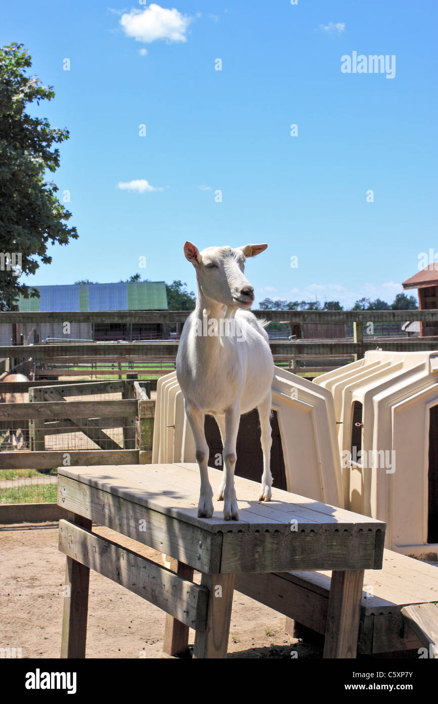 Goat on a table, Suffolk County Farm, Yaphank, Long Island NY Stock ...