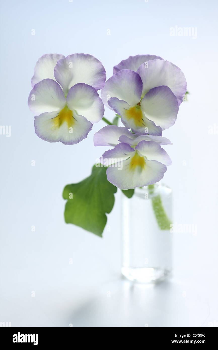 beautiful colorful pansies in glass vase Stock Photo - Alamy