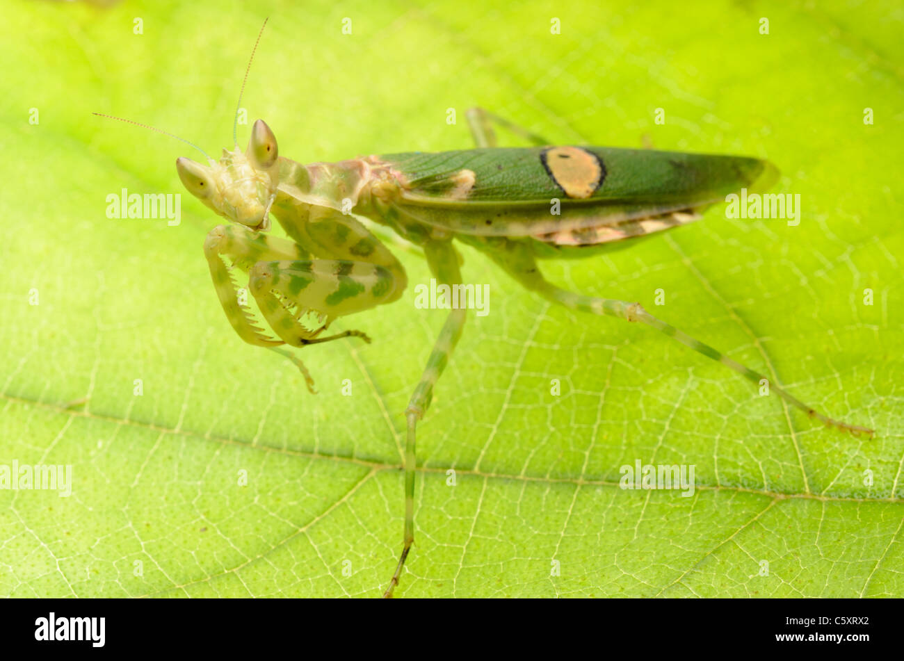 green flower praying mantis on leaf Stock Photo - Alamy