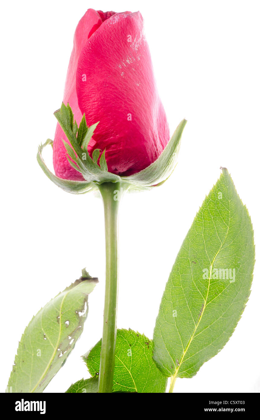 rose flower isolated on white Stock Photo - Alamy