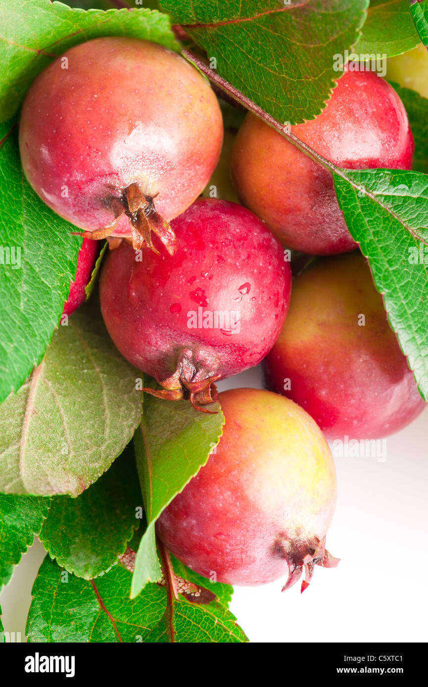 After rain apple hi-res stock photography and images - Alamy
