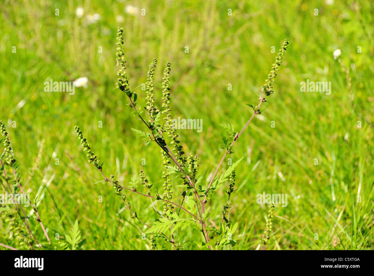 Ambrosia artemisiifolia hi-res stock photography and images - Alamy