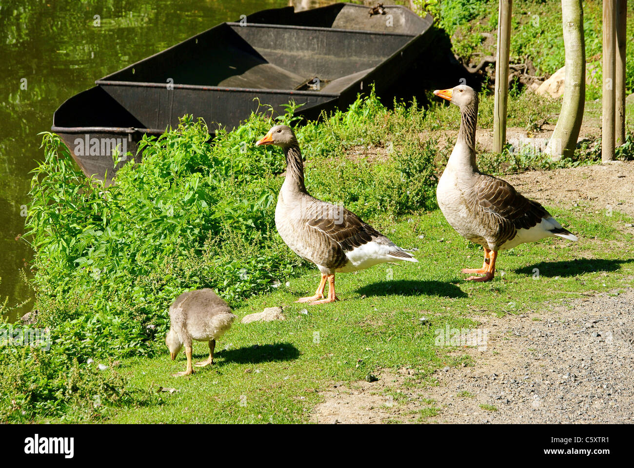 Agriculture animal animals hi-res stock photography and images - Alamy
