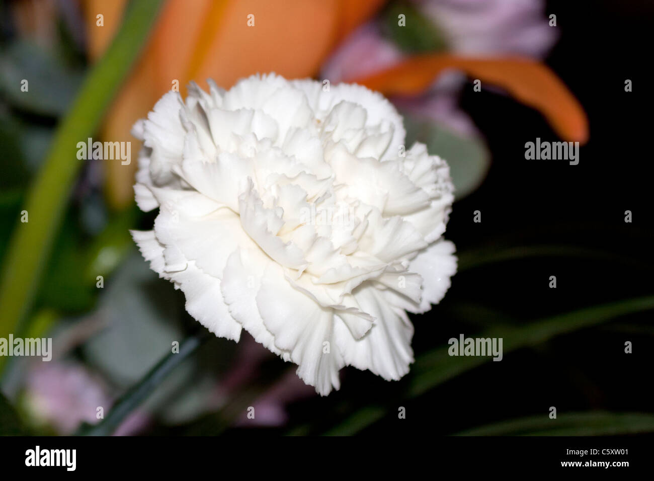 White carnation hi-res stock photography and images - Alamy