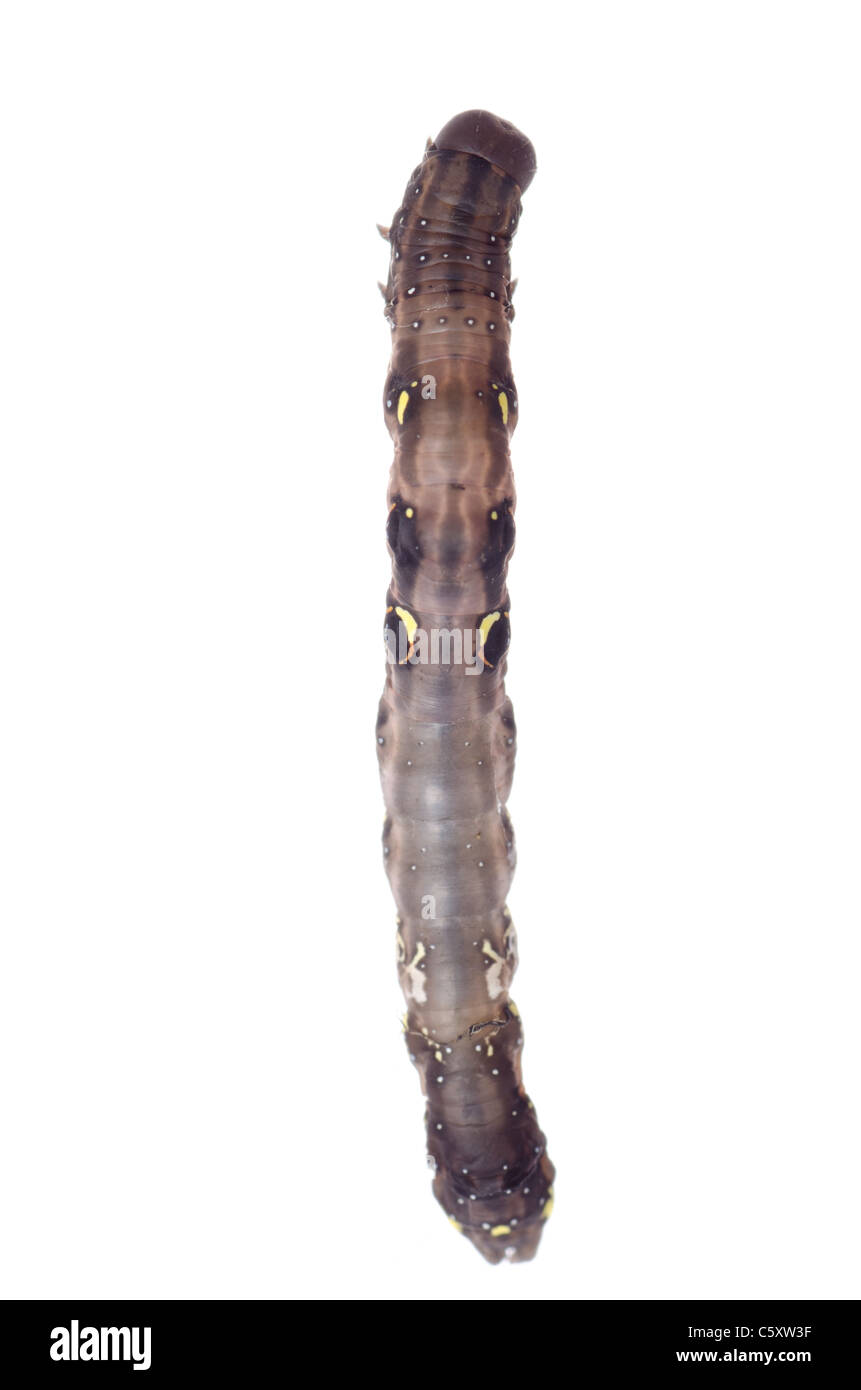 butterfly moth caterpillar Stock Photo - Alamy
