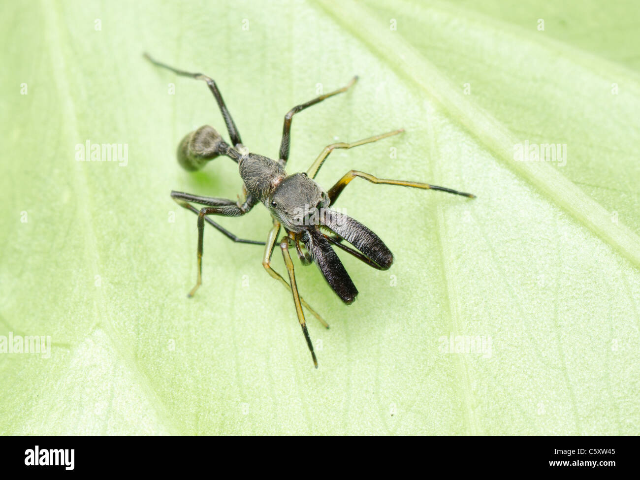 ant mimic spider on green leaf Stock Photo - Alamy