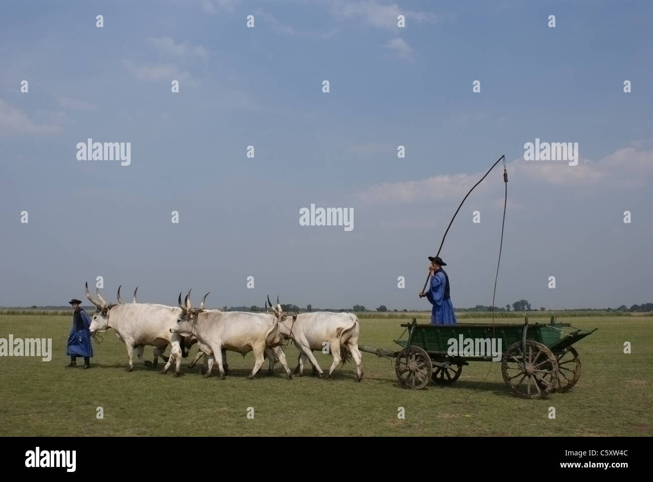Man riding on grey cow cart Stock Photo - Alamy