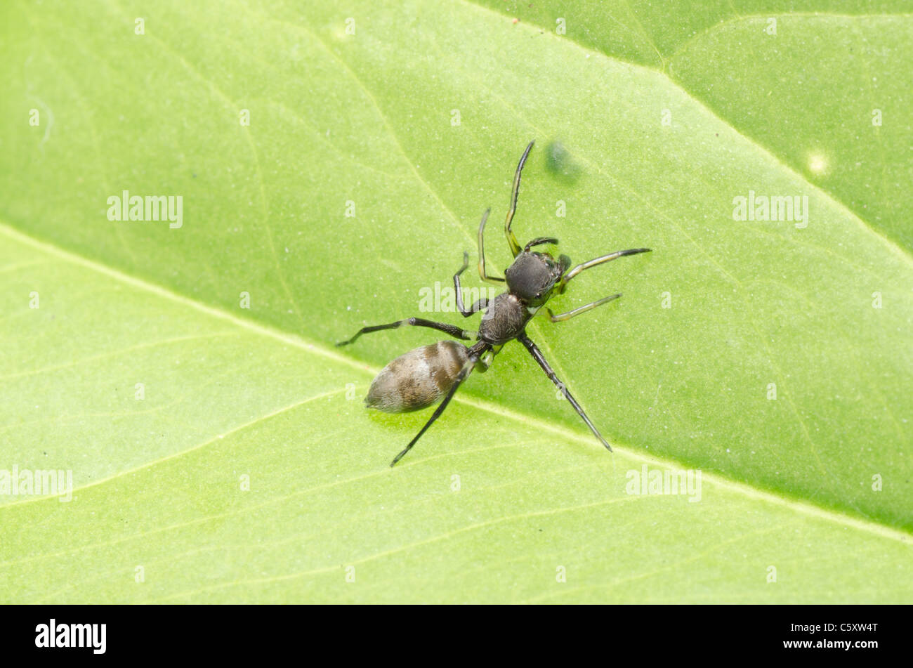 ant mimic spider on green leaf Stock Photo - Alamy