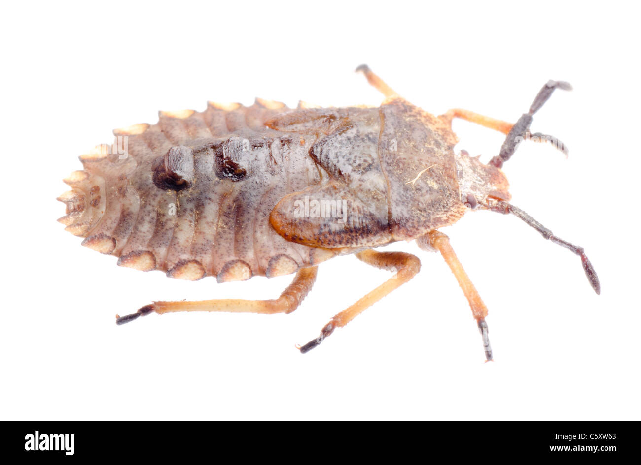 Brown shield bug Cut Out Stock Images & Pictures - Alamy