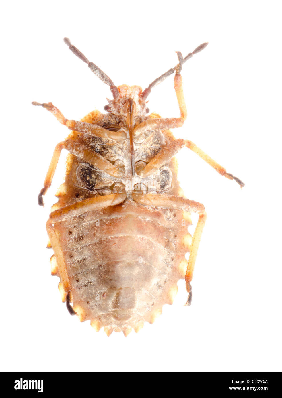 Stink bug white background hi-res stock photography and images - Alamy
