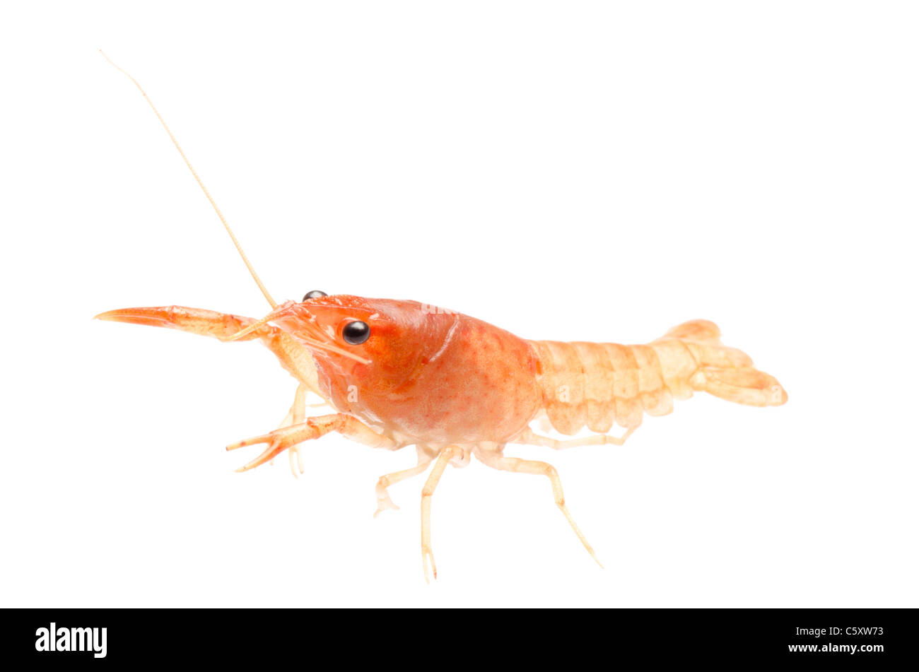 seafood animal crawfish shrimp isolated on white Stock Photo - Alamy