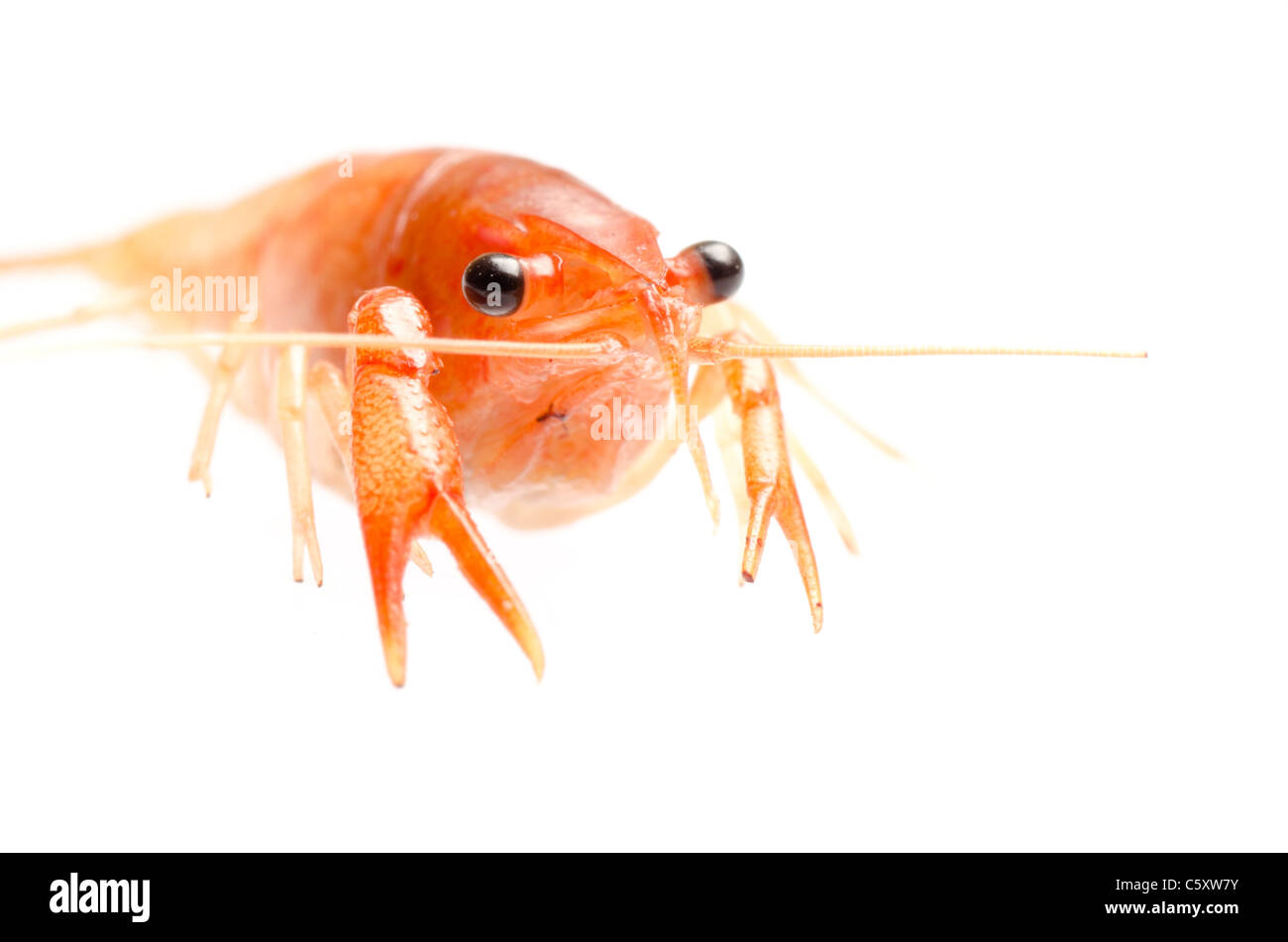 seafood animal crawfish shrimp isolated on white Stock Photo - Alamy