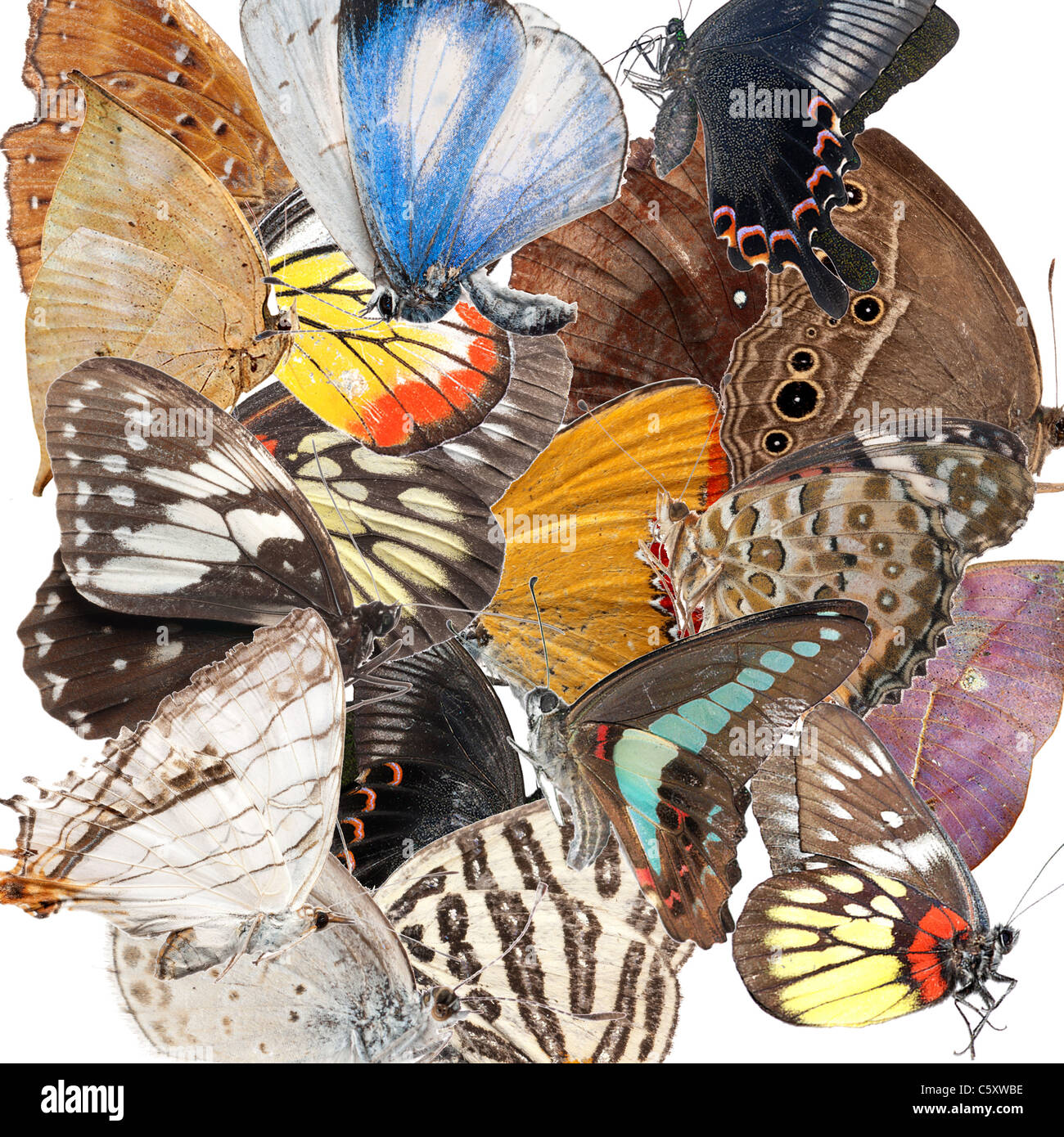 nature butterfly wing background isolated Stock Photo - Alamy