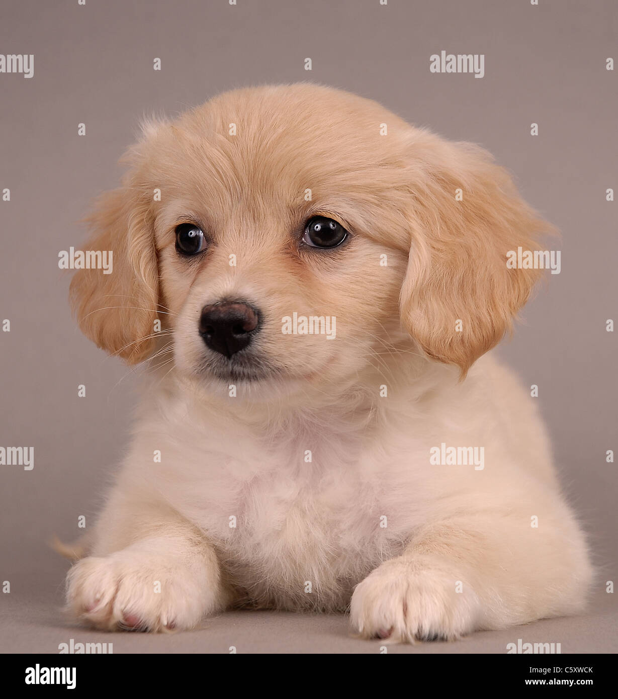 Beautiful young puppy portrait photograph taken in studio Stock Photo ...