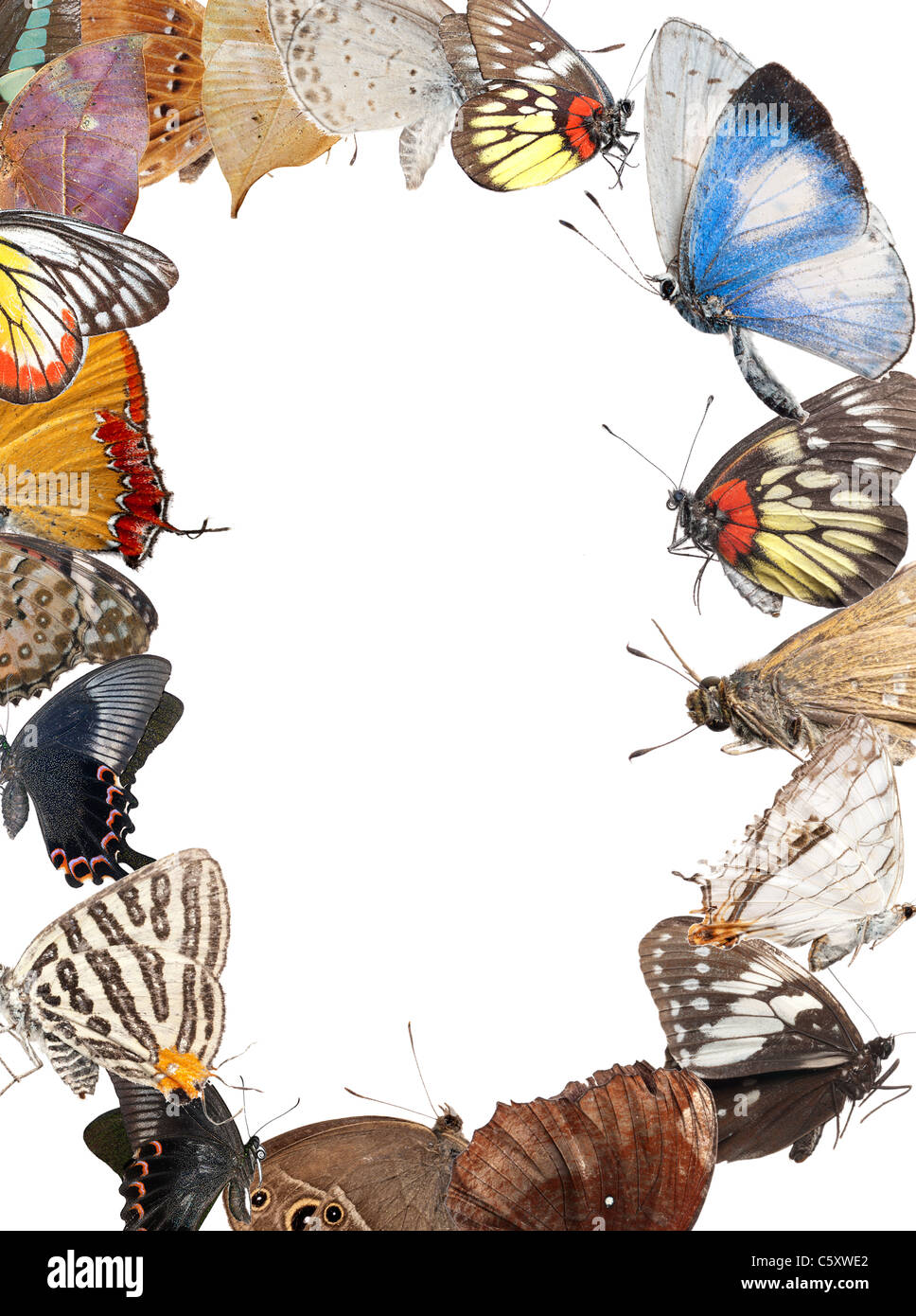 butterfly blank frame background isolated Stock Photo - Alamy