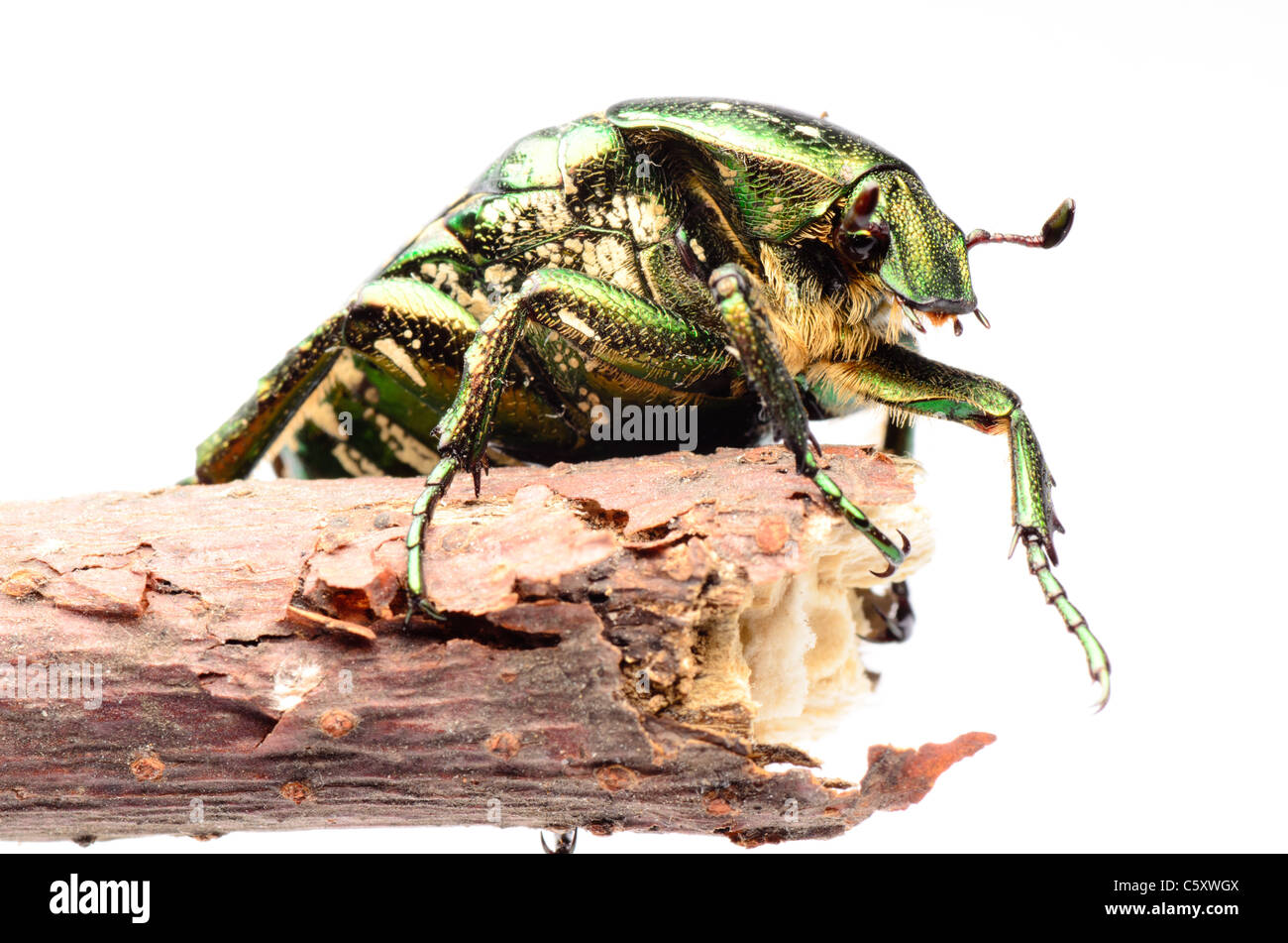 Protaetia elegans hi-res stock photography and images - Alamy