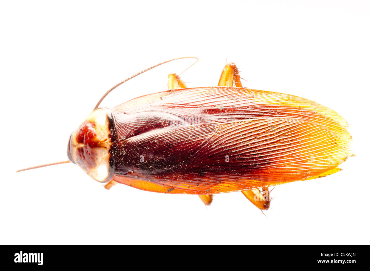 Dead cockroach lying on back hi-res stock photography and images - Alamy
