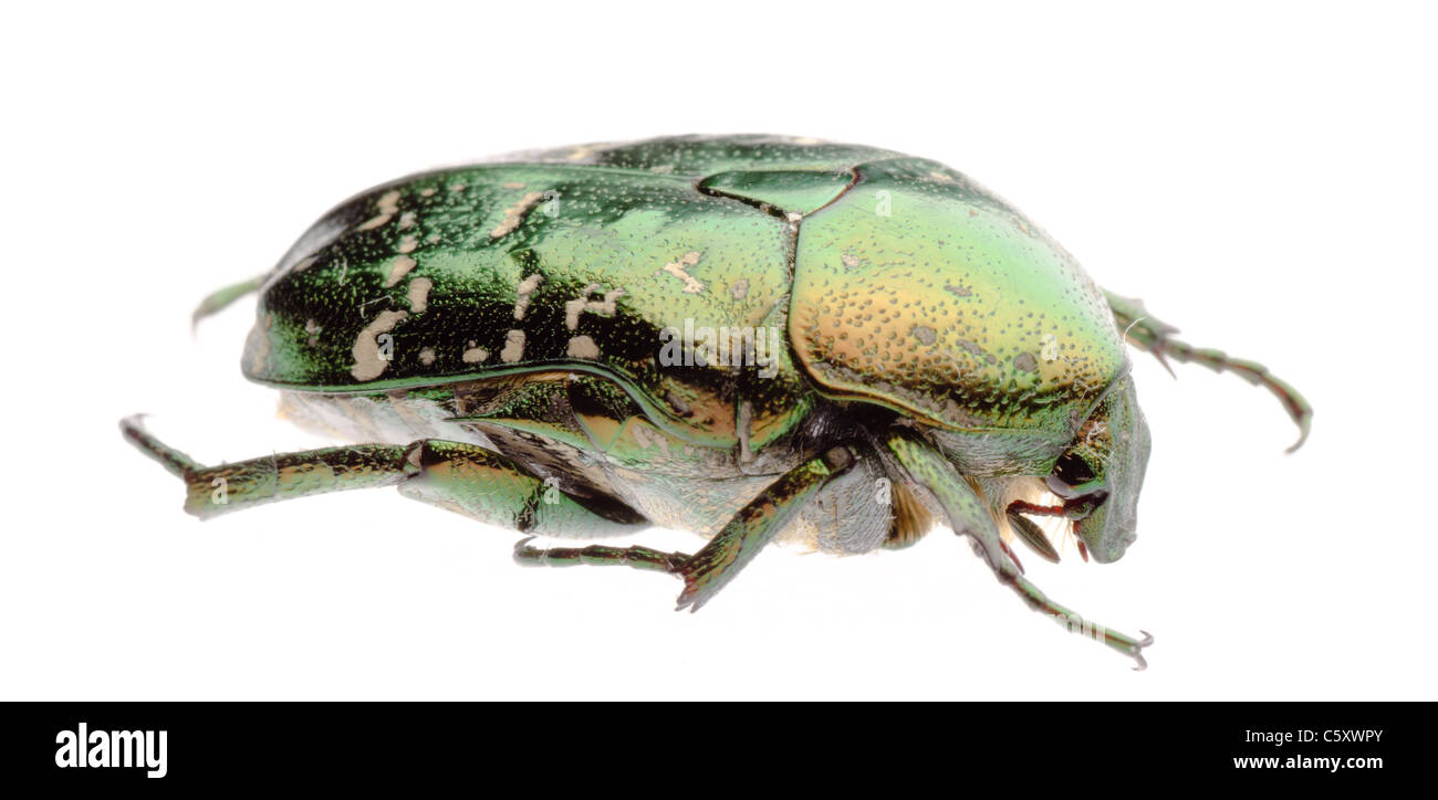 green beetle isolated Stock Photo - Alamy