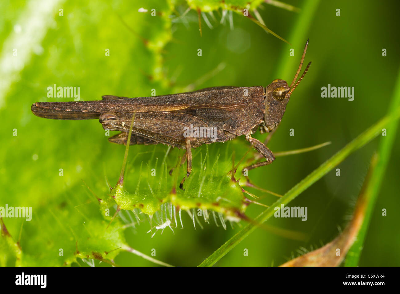 Slender ground hopper hi-res stock photography and images - Alamy