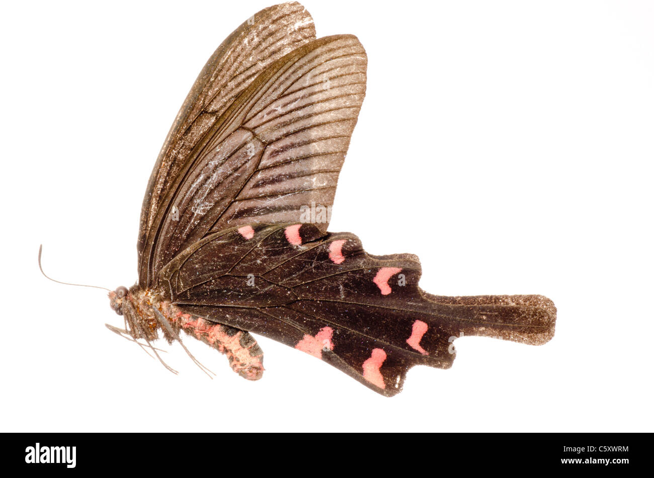 butterfly side view isolated on white Stock Photo - Alamy