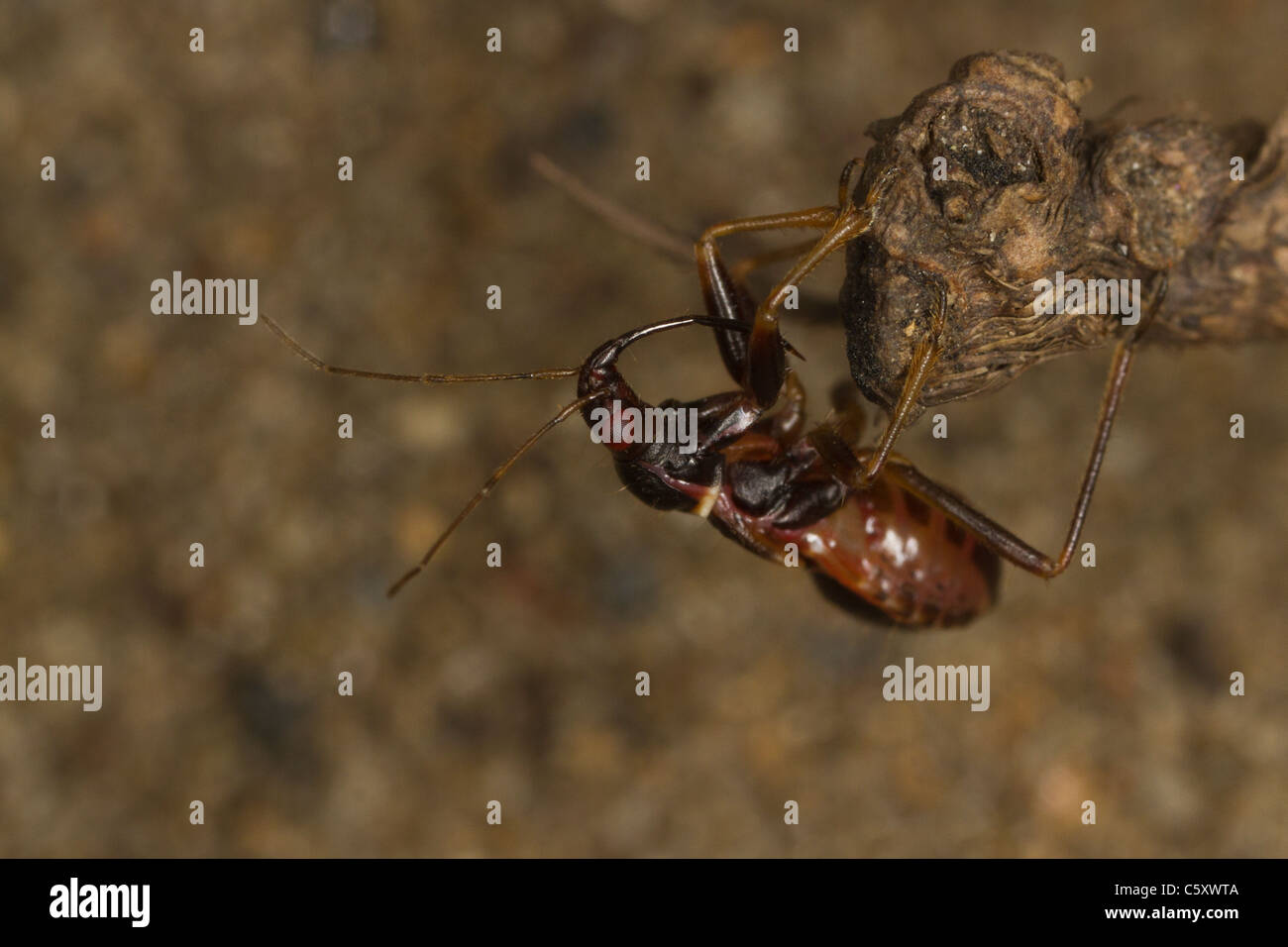 Ant Damsel Bug (Himacerus mirmicoides) nymph Stock Photo - Alamy