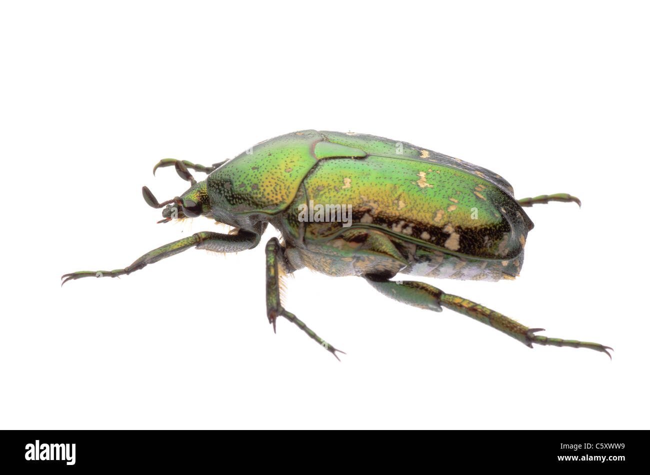 green beetle isolated Stock Photo - Alamy