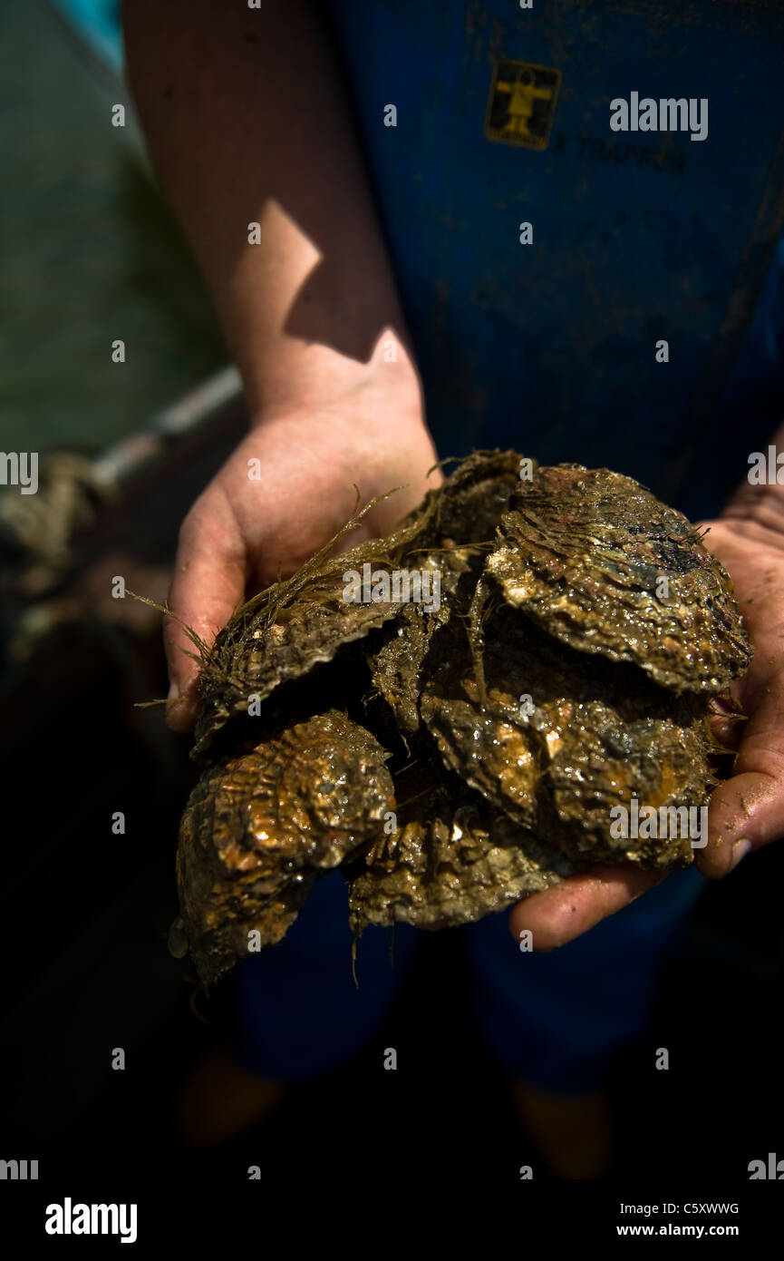 Native Mersea Oysters shown by oyster fisherman, west mersea, essex, uk ...