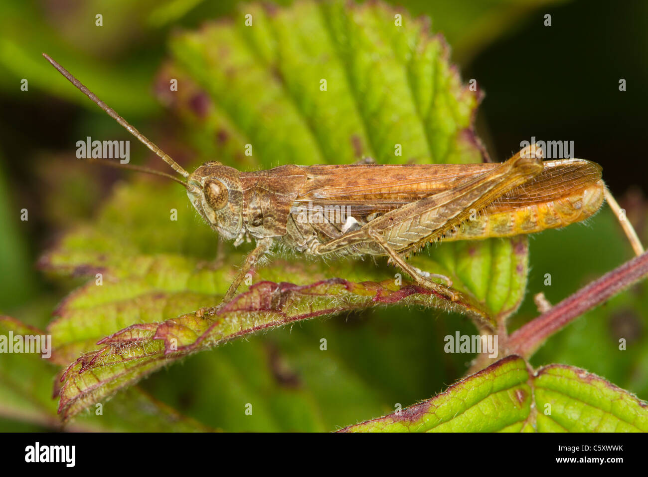 Common Field Grasshopper (Chorthippus brunneus Stock Photo - Alamy