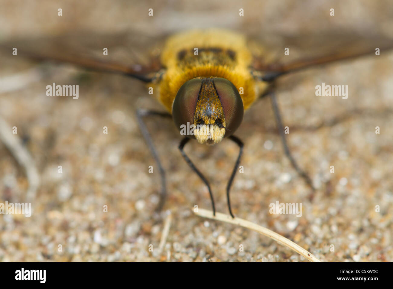 Villa modesta hi-res stock photography and images - Alamy