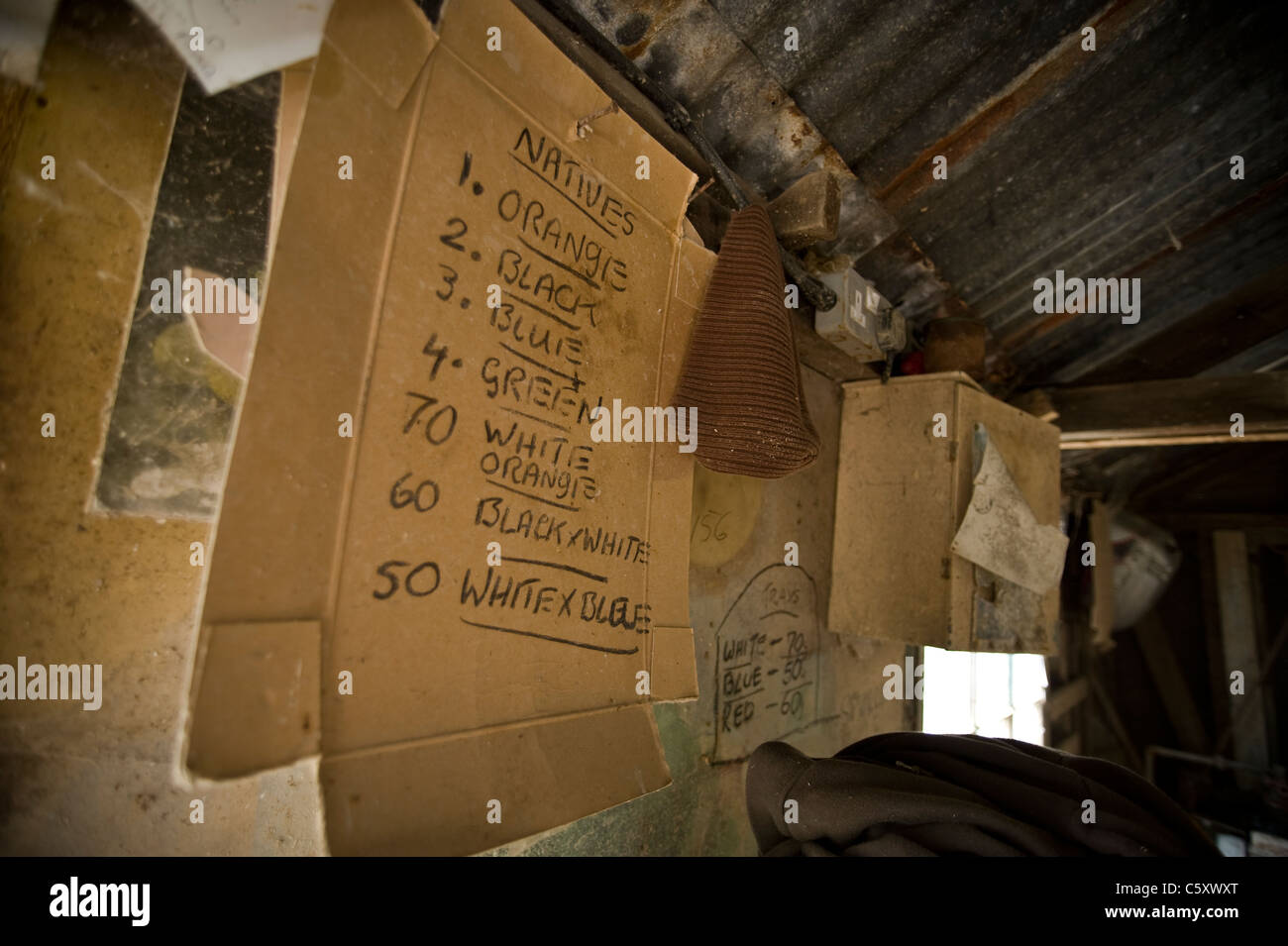 Listing of Oyster size packing chart. West mersea, essex, uk Stock ...