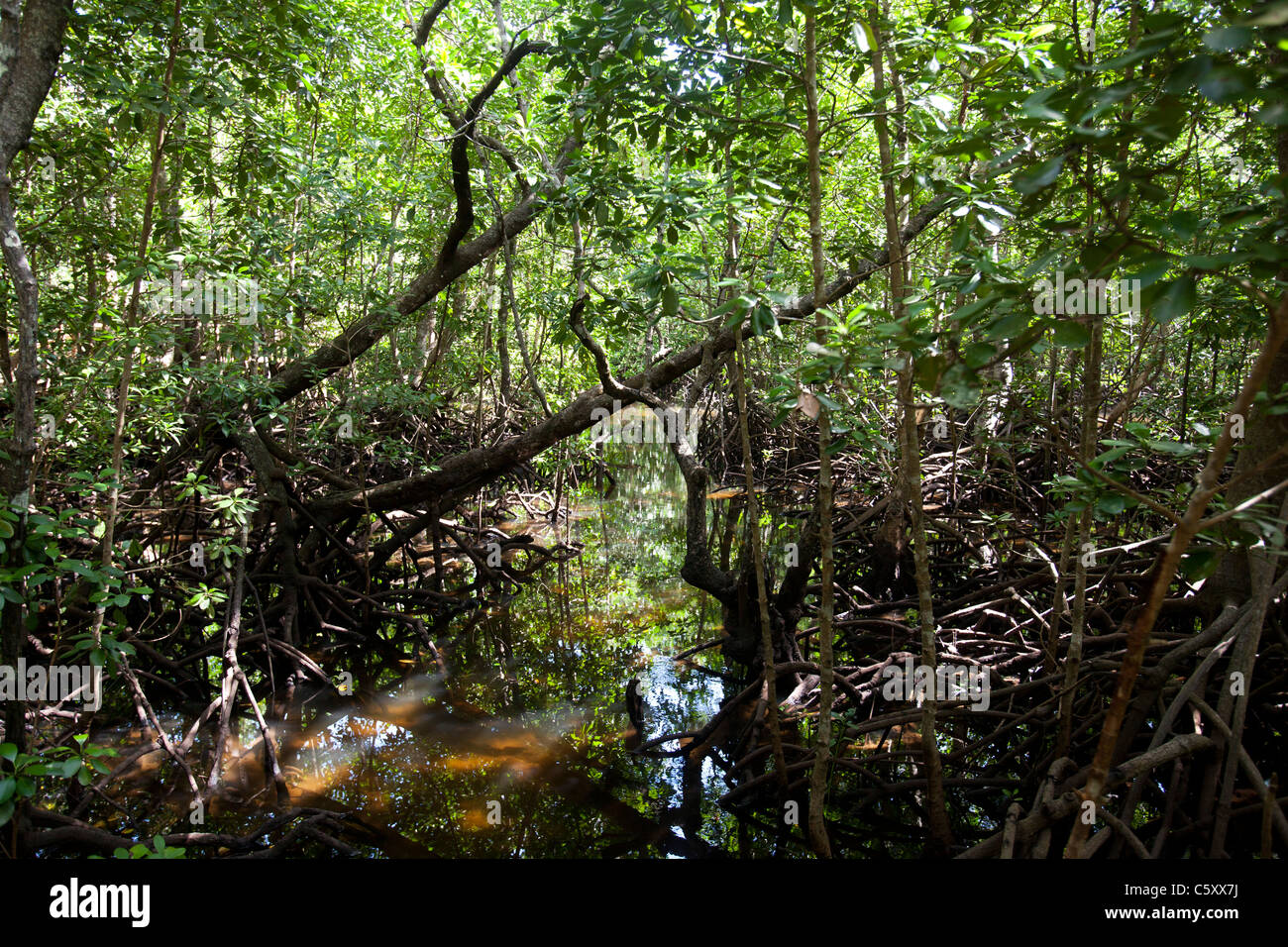 Mangrove trees in Jozani forest in Zanzibar Stock Photo - Alamy