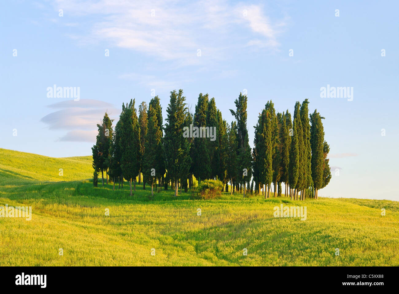 Tuscany forest hi-res stock photography and images - Alamy