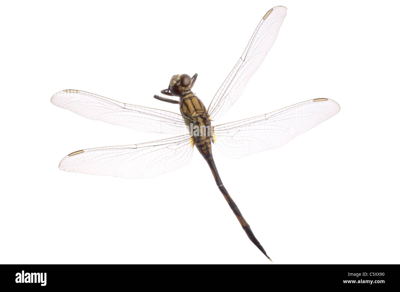 Beautiful dragonfly in nature Cut Out Stock Images & Pictures - Alamy