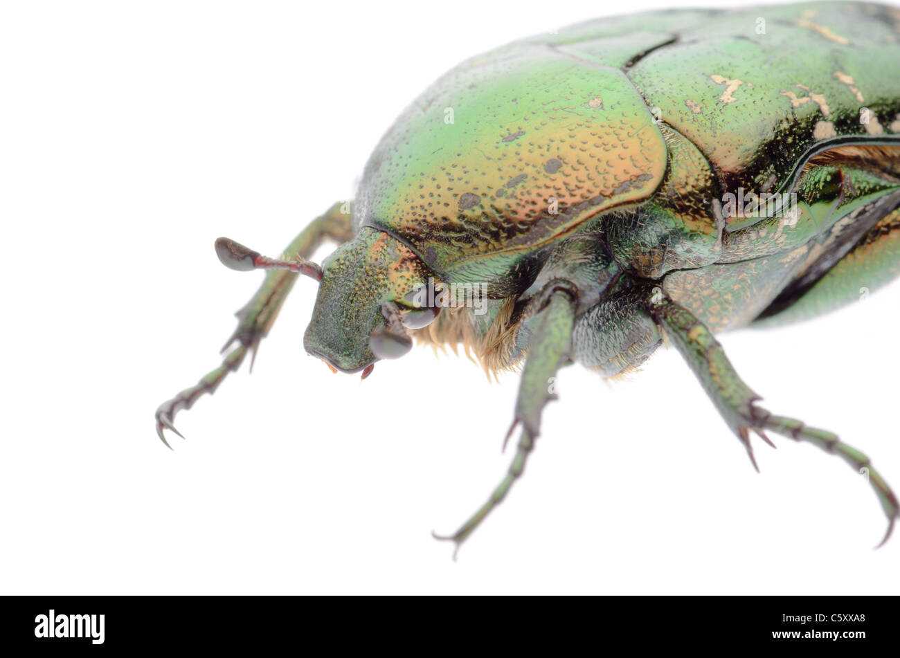 green beetle isolated Stock Photo - Alamy