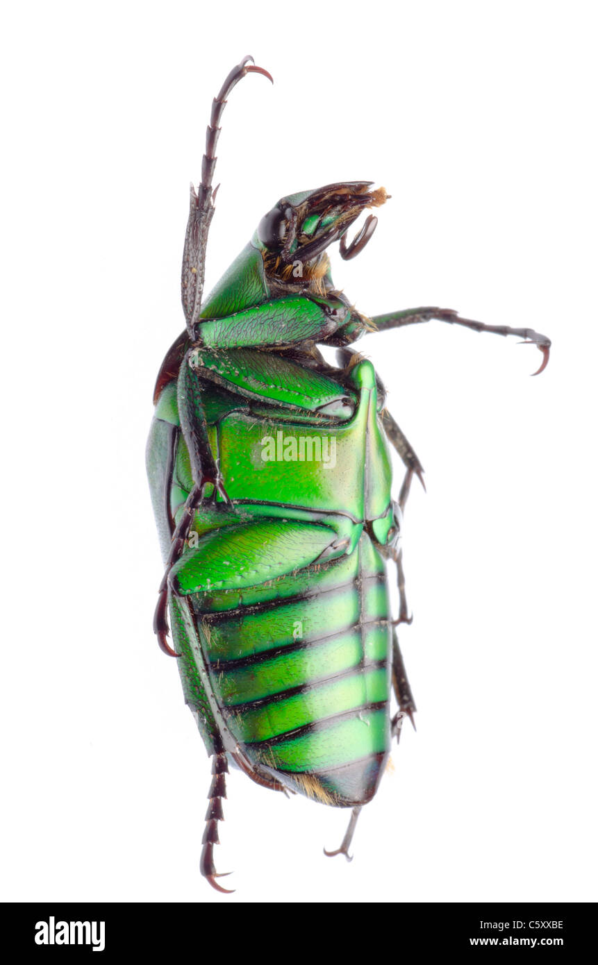 Metallic green insect Cut Out Stock Images & Pictures - Alamy