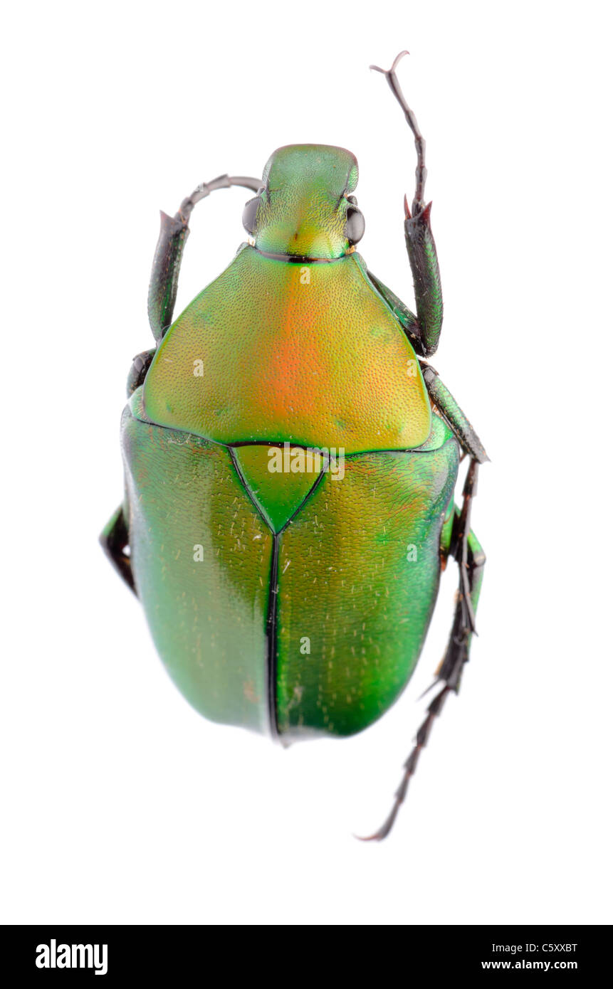 insect green flower beetle isolated Stock Photo - Alamy