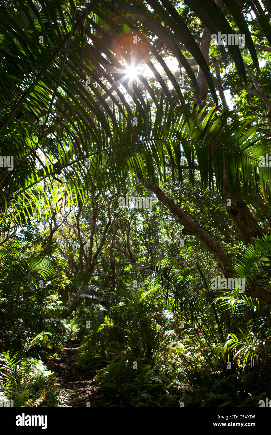 Jozani tropical forest, Zanzibar Stock Photo - Alamy