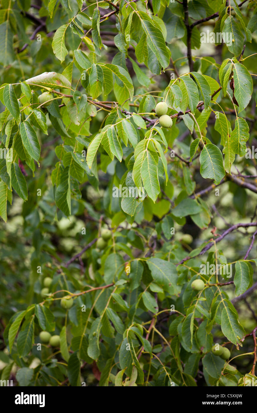 Green english Walnuts unripe Persian Walnut (Juglans regia) with leaves ...
