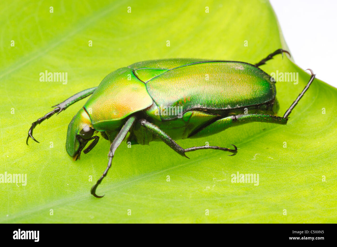 Insect shine green flower beetle hi-res stock photography and images ...