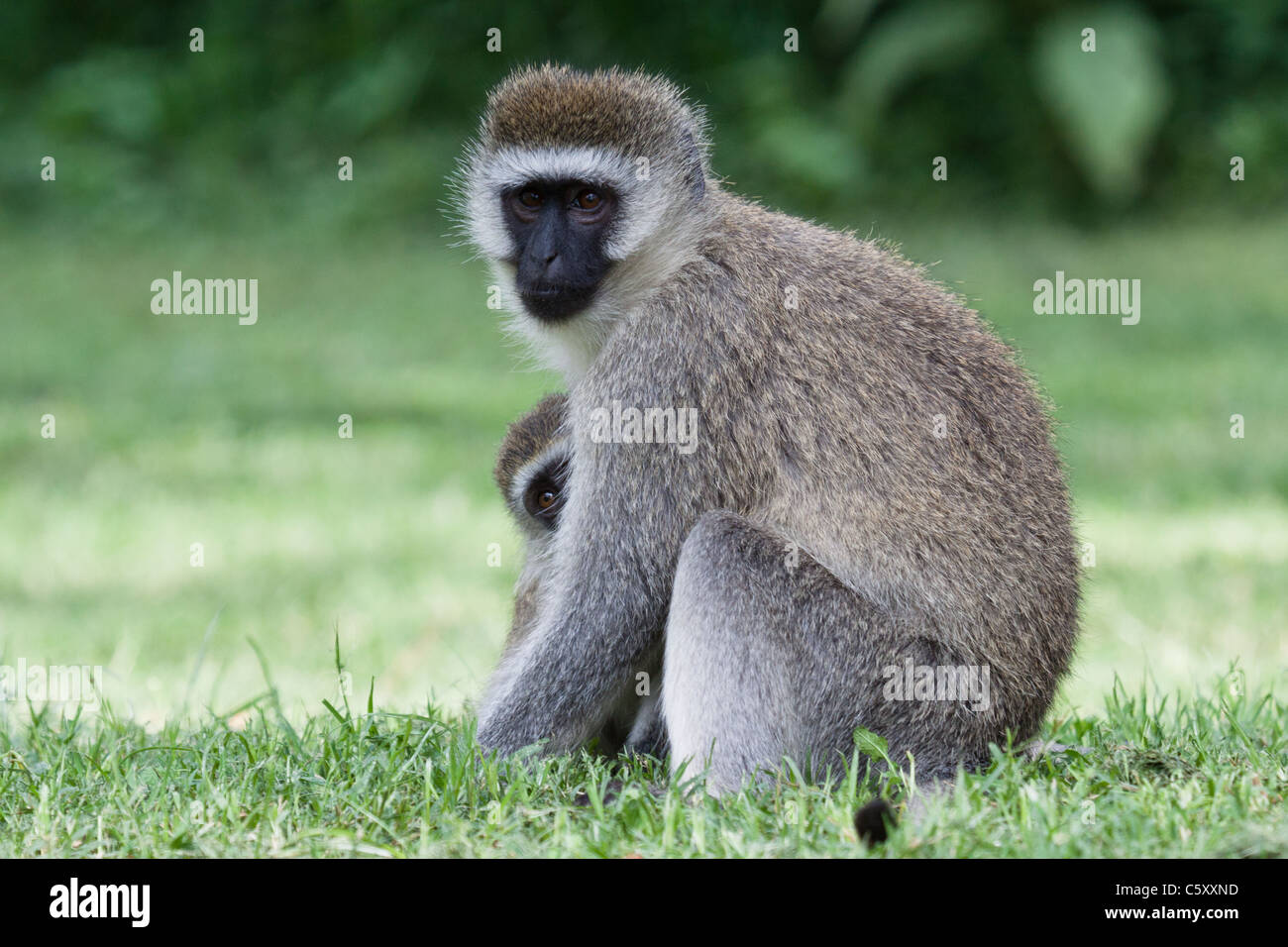 Black faced vervet monkey hi-res stock photography and images - Alamy